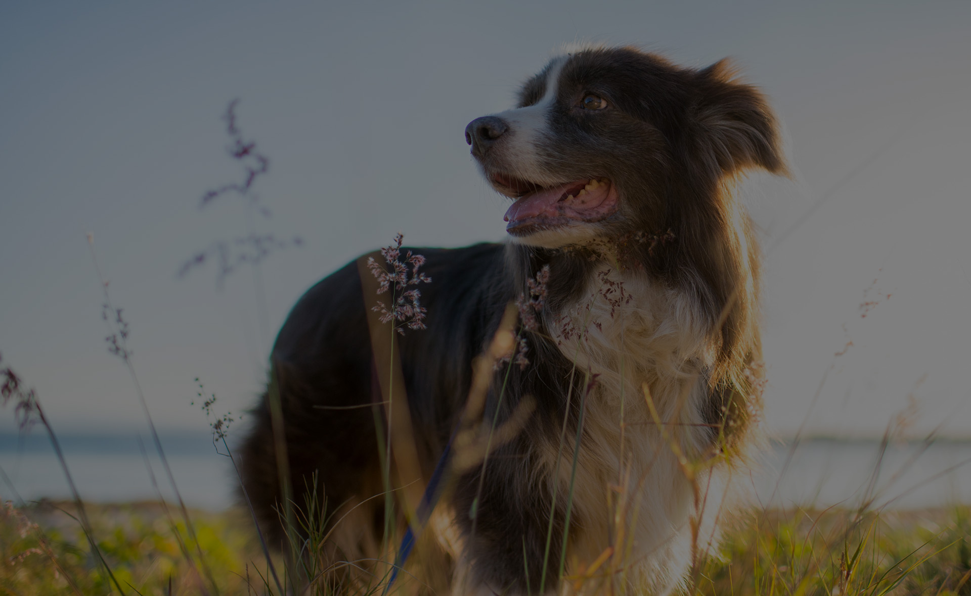 Team - Vet in Alamogordo | Paw In Hand Veterinary Care